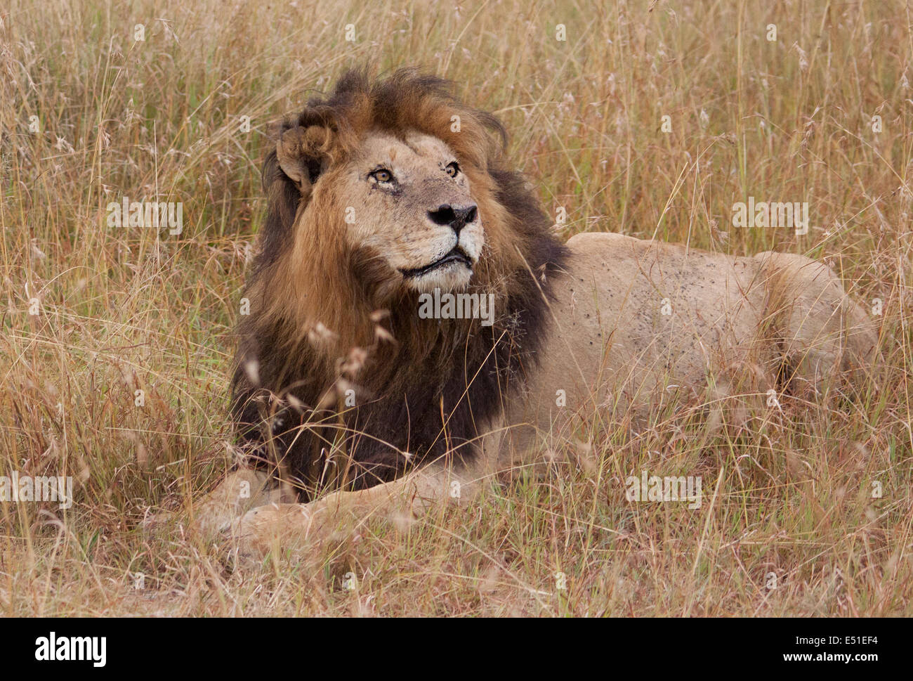 Massai lion hi-res stock photography and images - Alamy