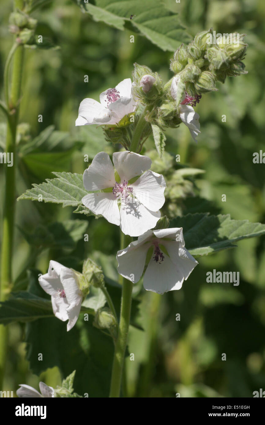 Marsh mallow plant hi-res stock photography and images - Alamy