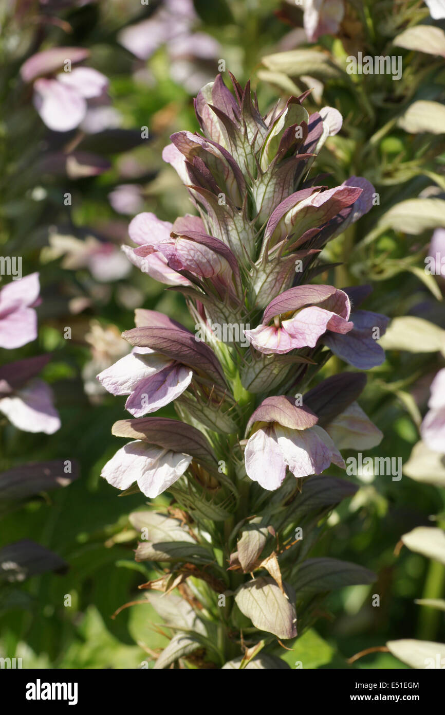 Bears breeches acanthus hungaricus hi-res stock photography and images ...