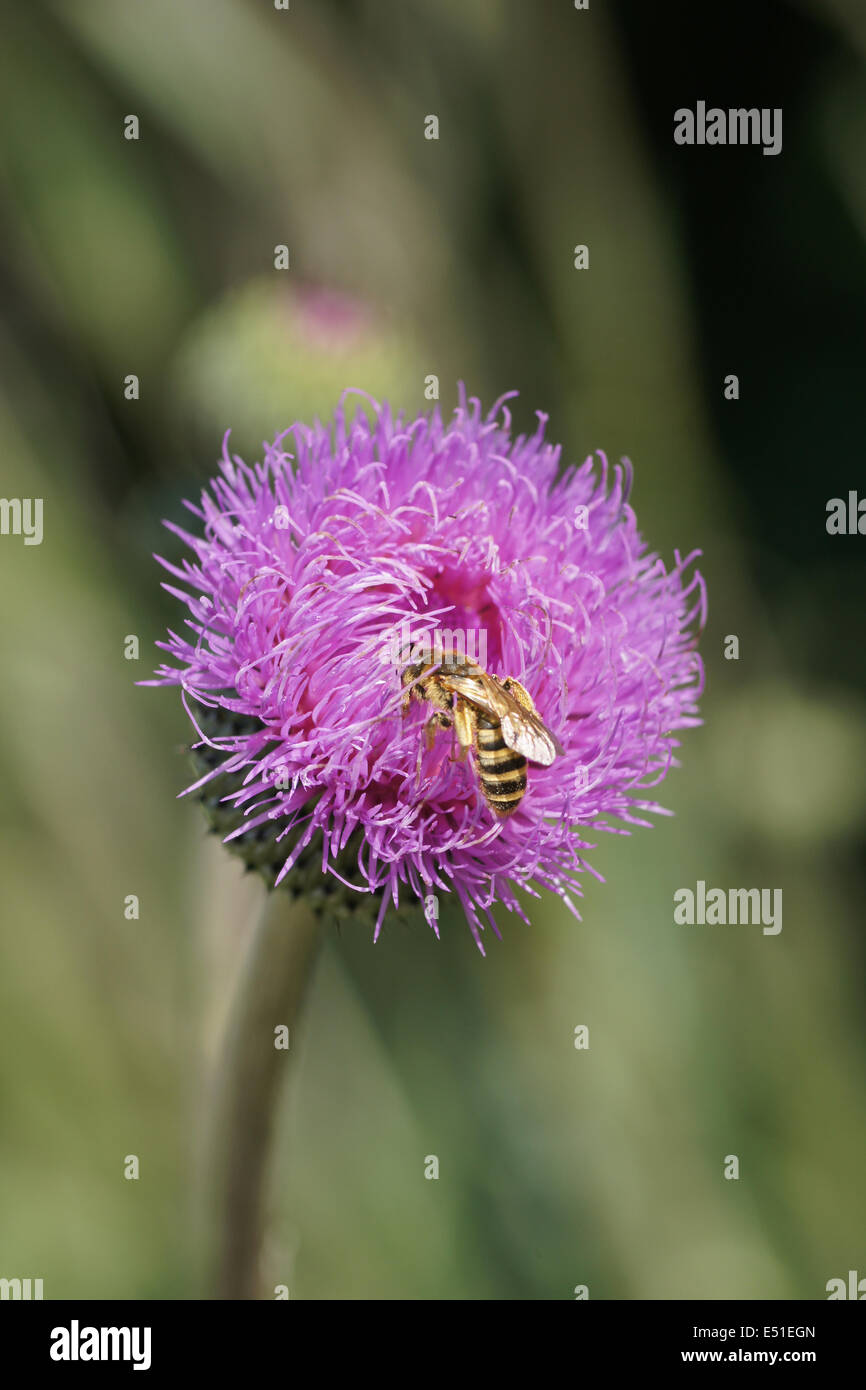 Queen annes thistle hi-res stock photography and images - Alamy