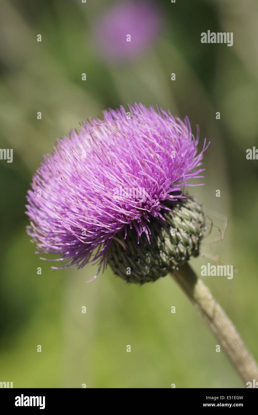 Queen Annes thistle Stock Photo - Alamy