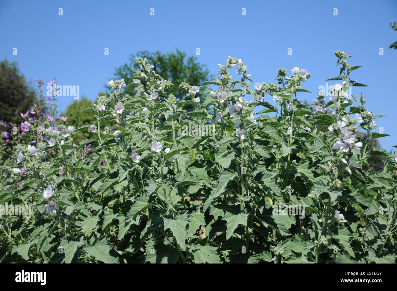 Marsh mallow plant hi-res stock photography and images - Alamy