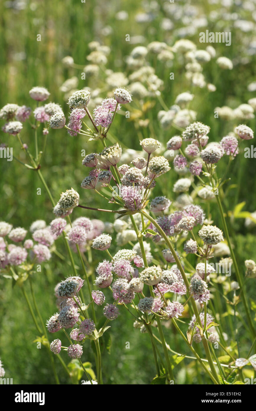 Greatest masterwort hi-res stock photography and images - Alamy