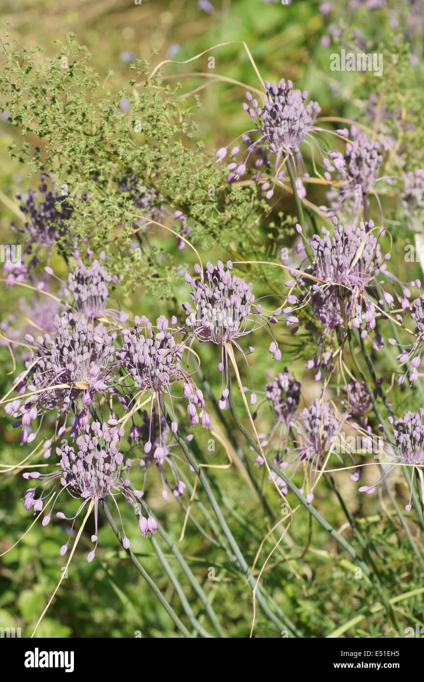 Keeled flower hi-res stock photography and images - Alamy