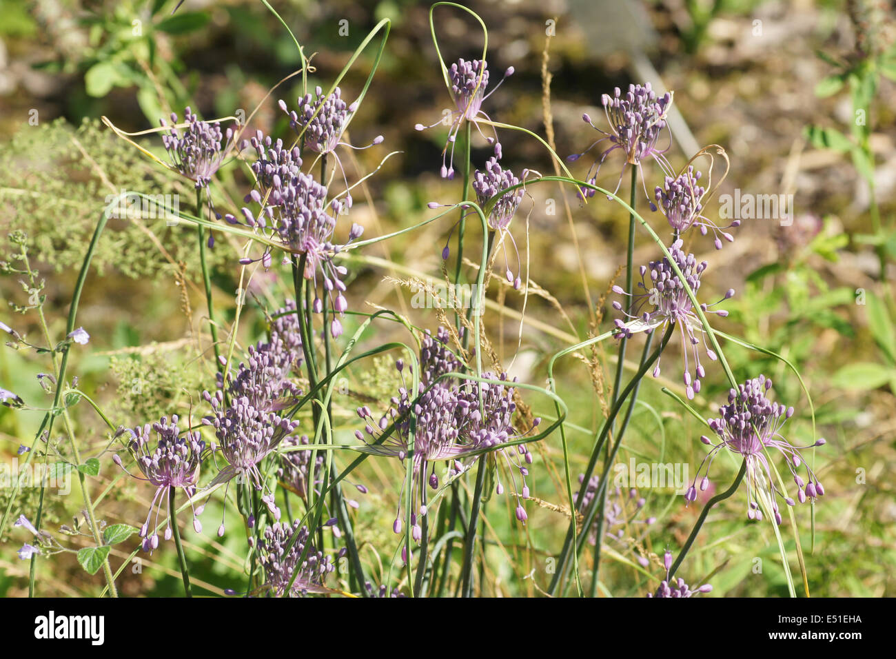 Keeled flower hi-res stock photography and images - Alamy