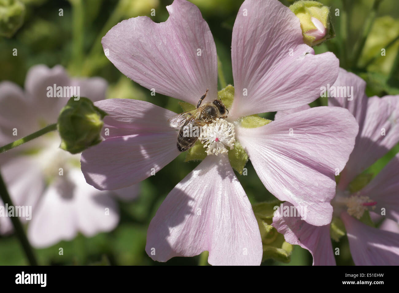 Mallow tees hi-res stock photography and images - Alamy