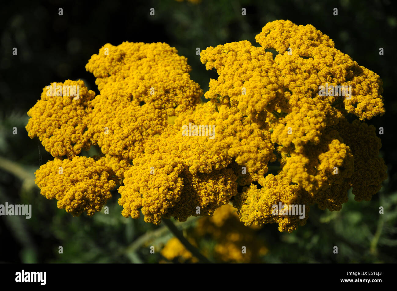 Yellow yarrow hi-res stock photography and images - Alamy