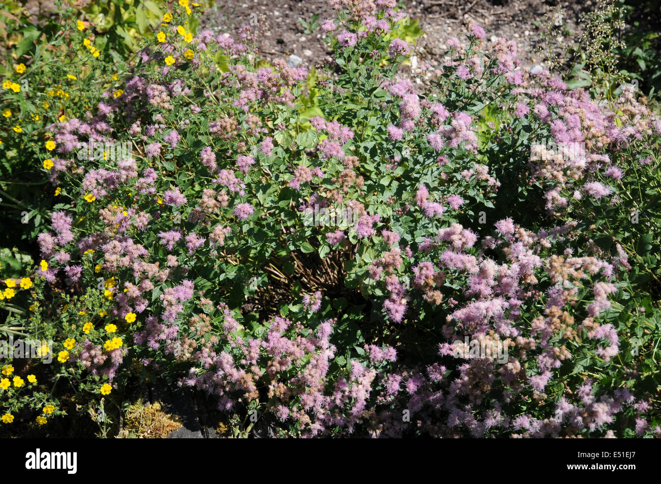Joepye weed hi-res stock photography and images - Alamy