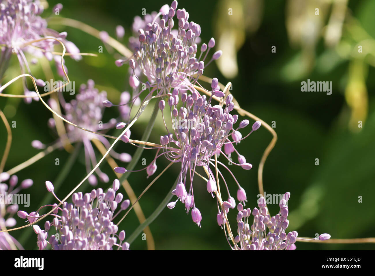 Keeled flower hi-res stock photography and images - Alamy