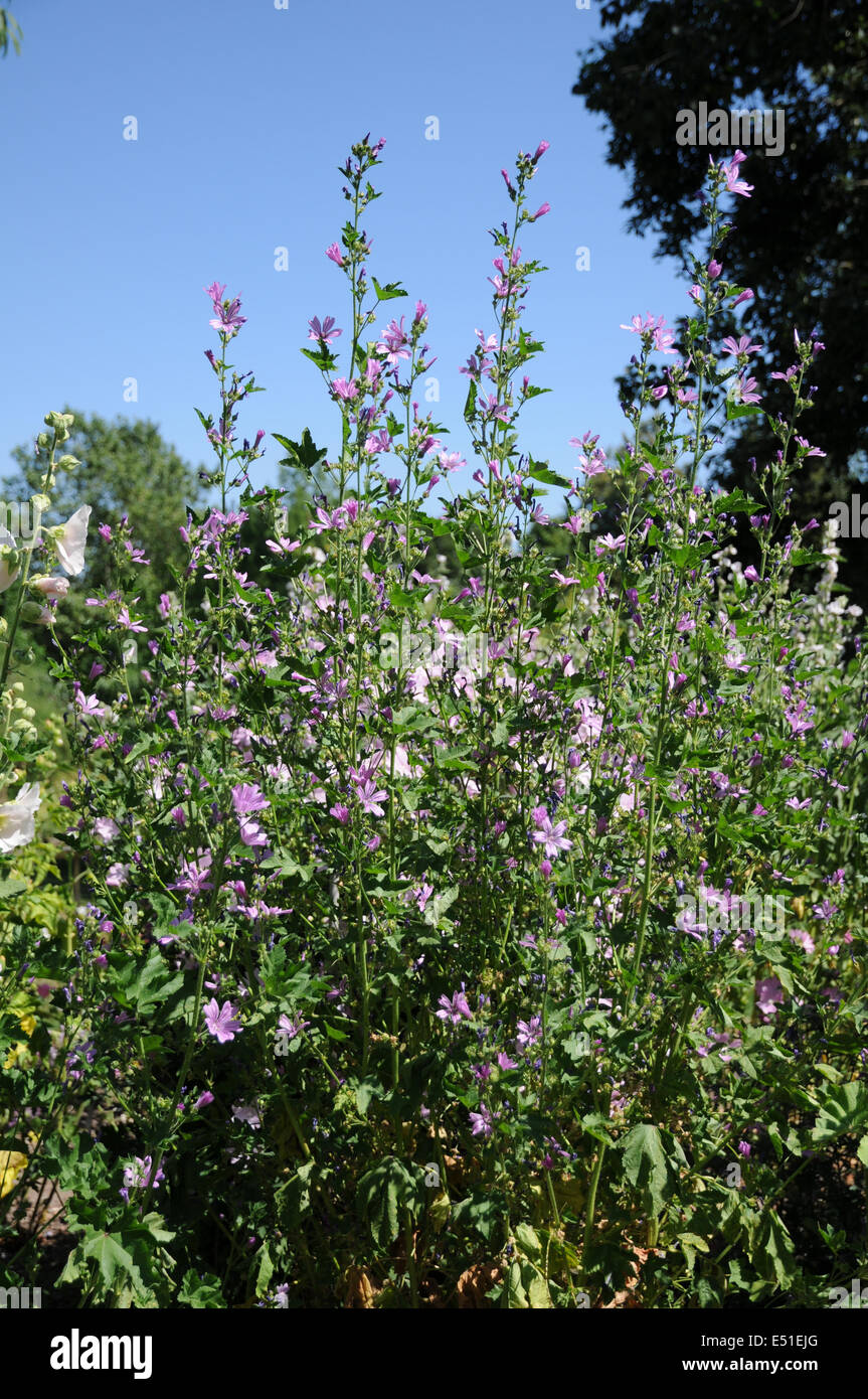 Common mallows malva sylvestris hi-res stock photography and images - Alamy