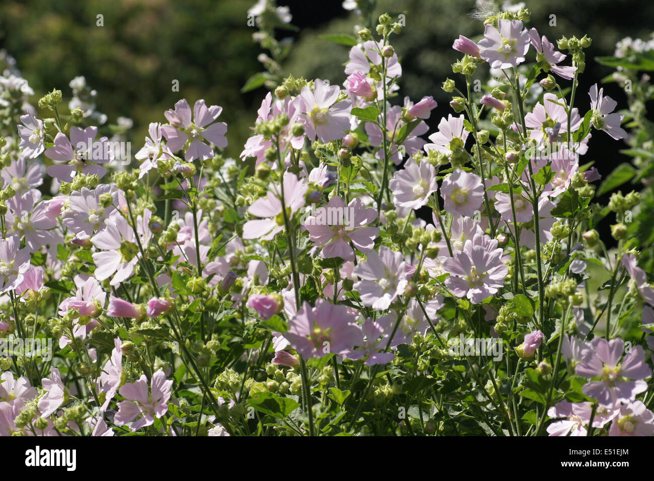Mallow tees hi-res stock photography and images - Alamy