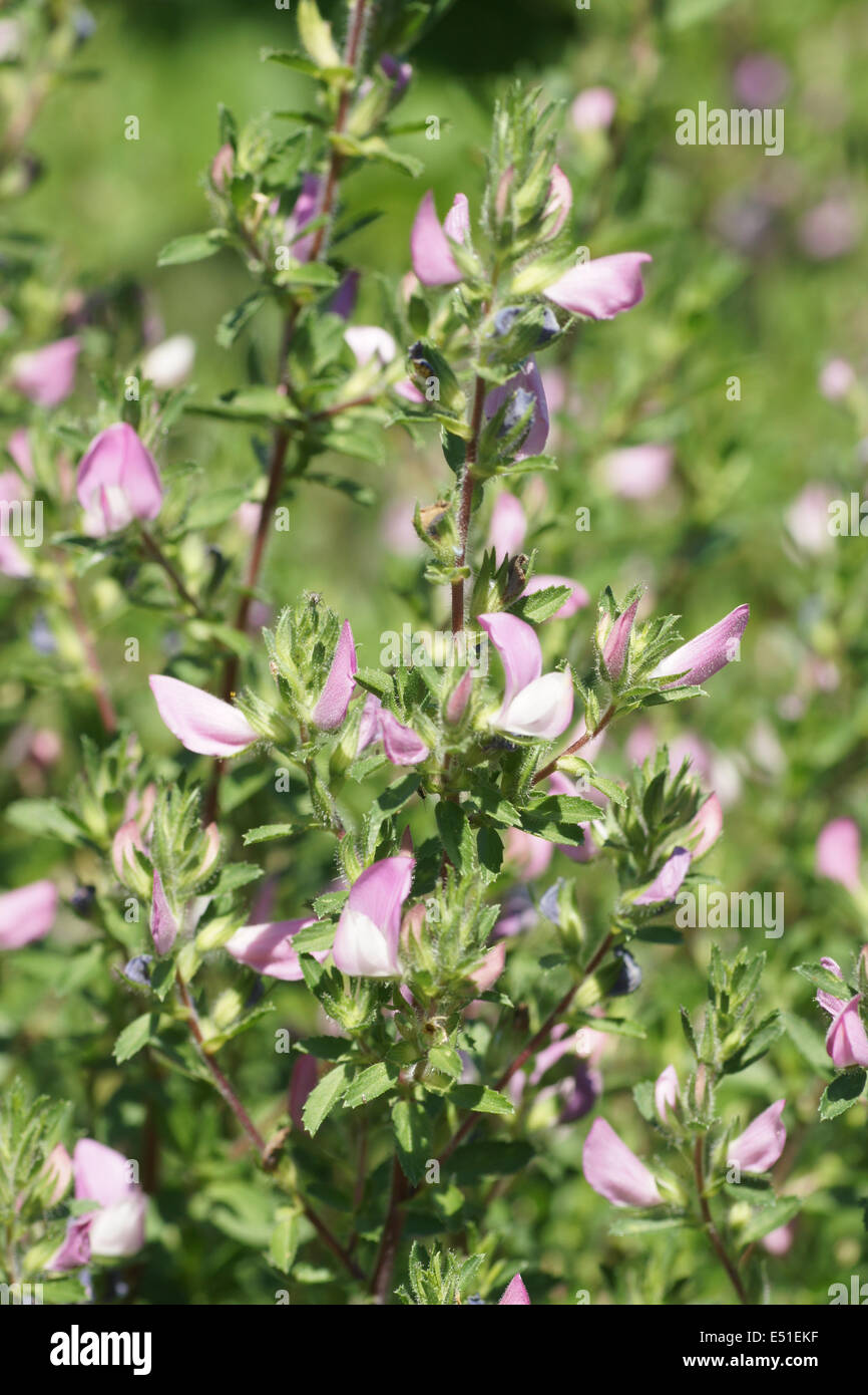 Spiny restharrow hi-res stock photography and images - Alamy