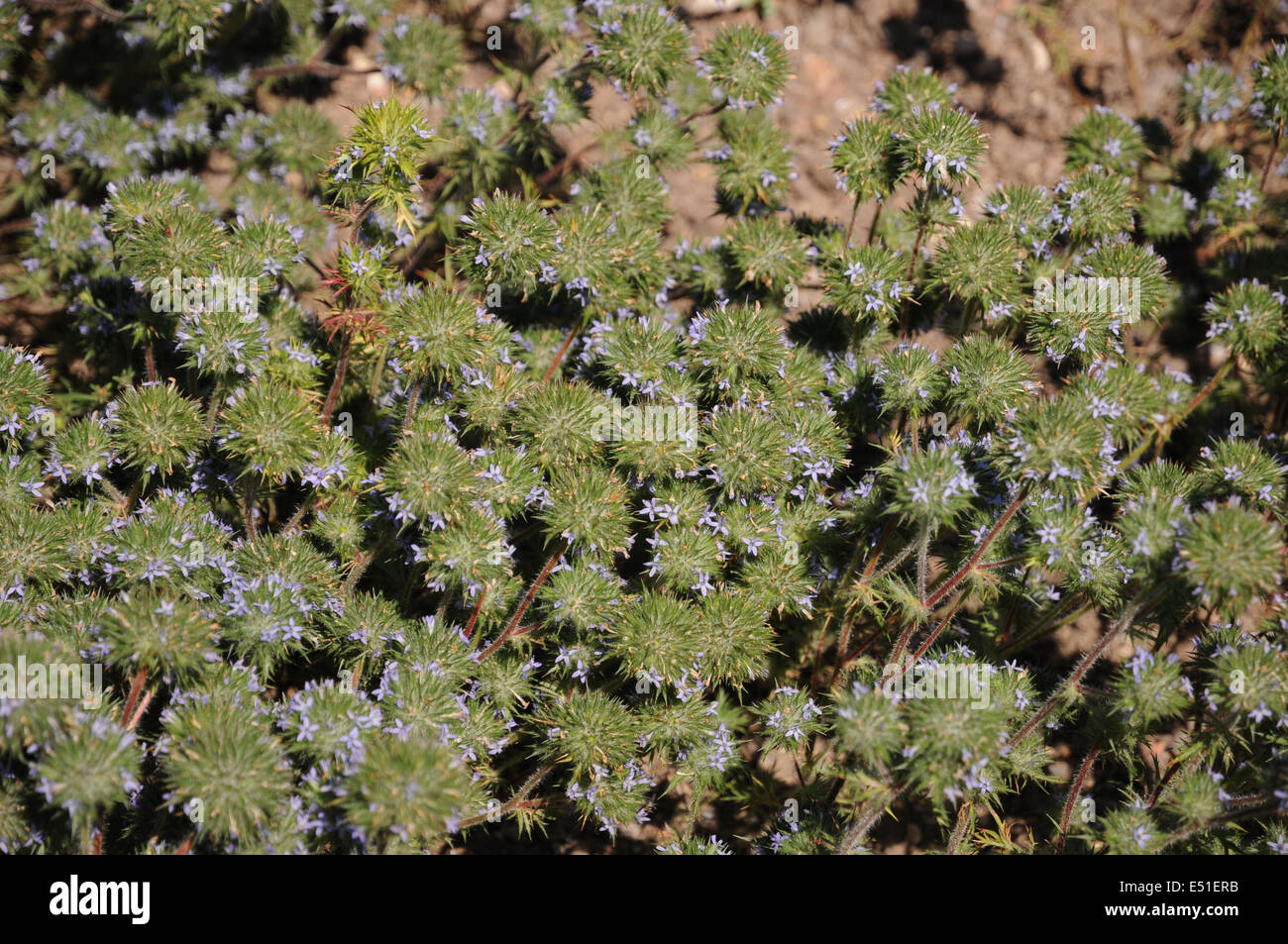 Navarettia hi-res stock photography and images - Alamy