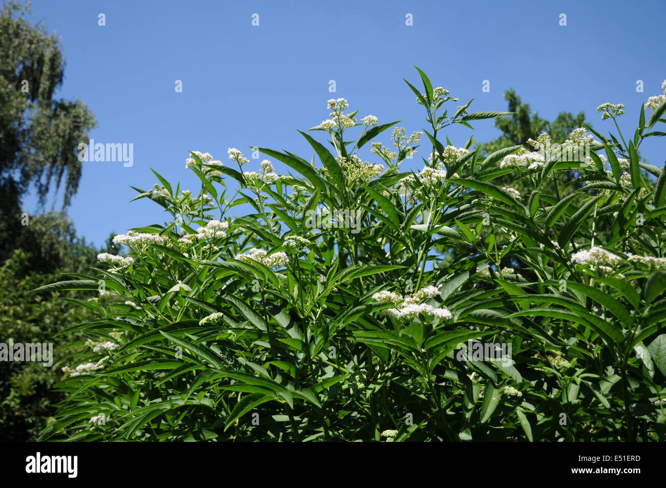 Dwarf elder hi-res stock photography and images - Alamy