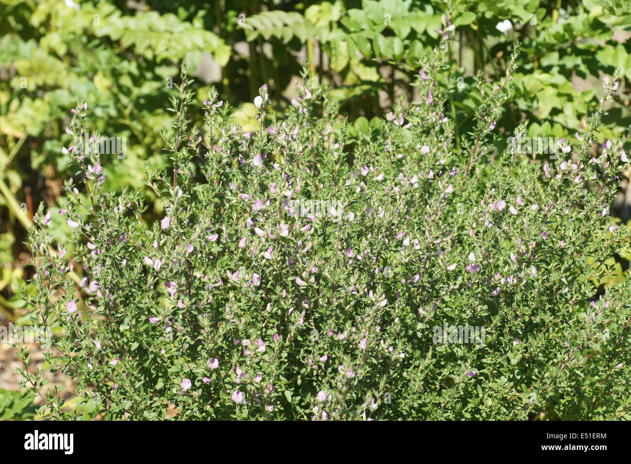 Spiny restharrow hi-res stock photography and images - Alamy