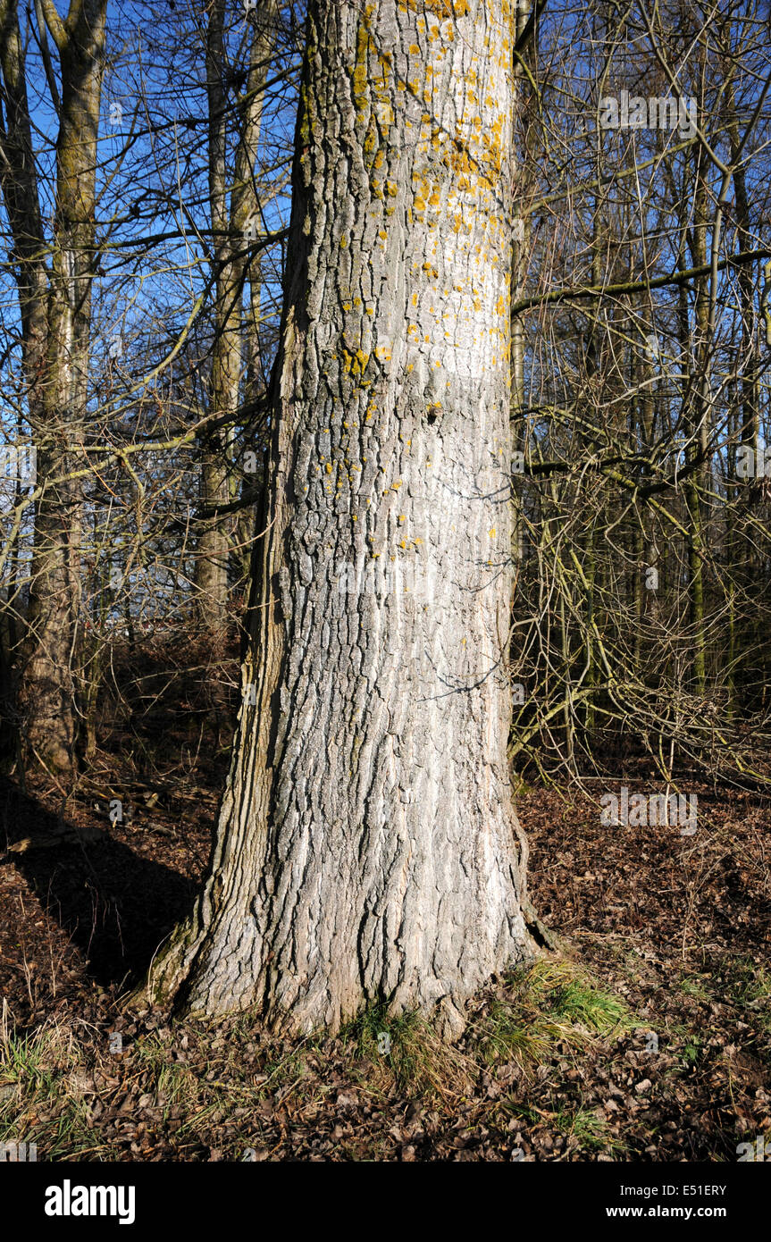 Black poplar forest populus nigra hi-res stock photography and images ...