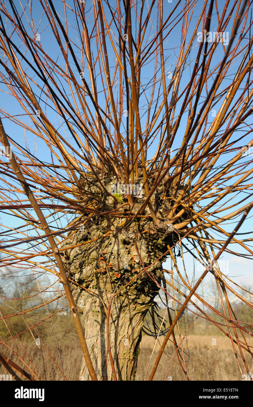 Pollard baum hi-res stock photography and images - Alamy