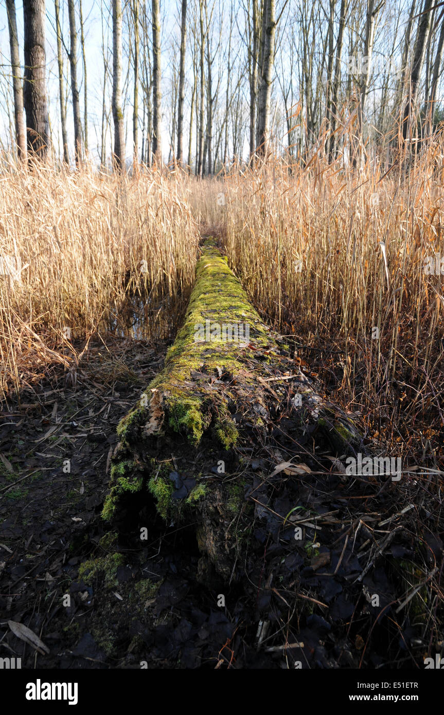 Dead poplar hi-res stock photography and images - Alamy