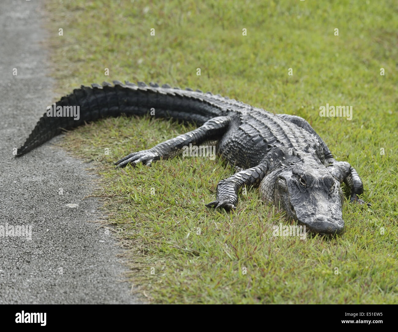 American alligator hi-res stock photography and images - Alamy