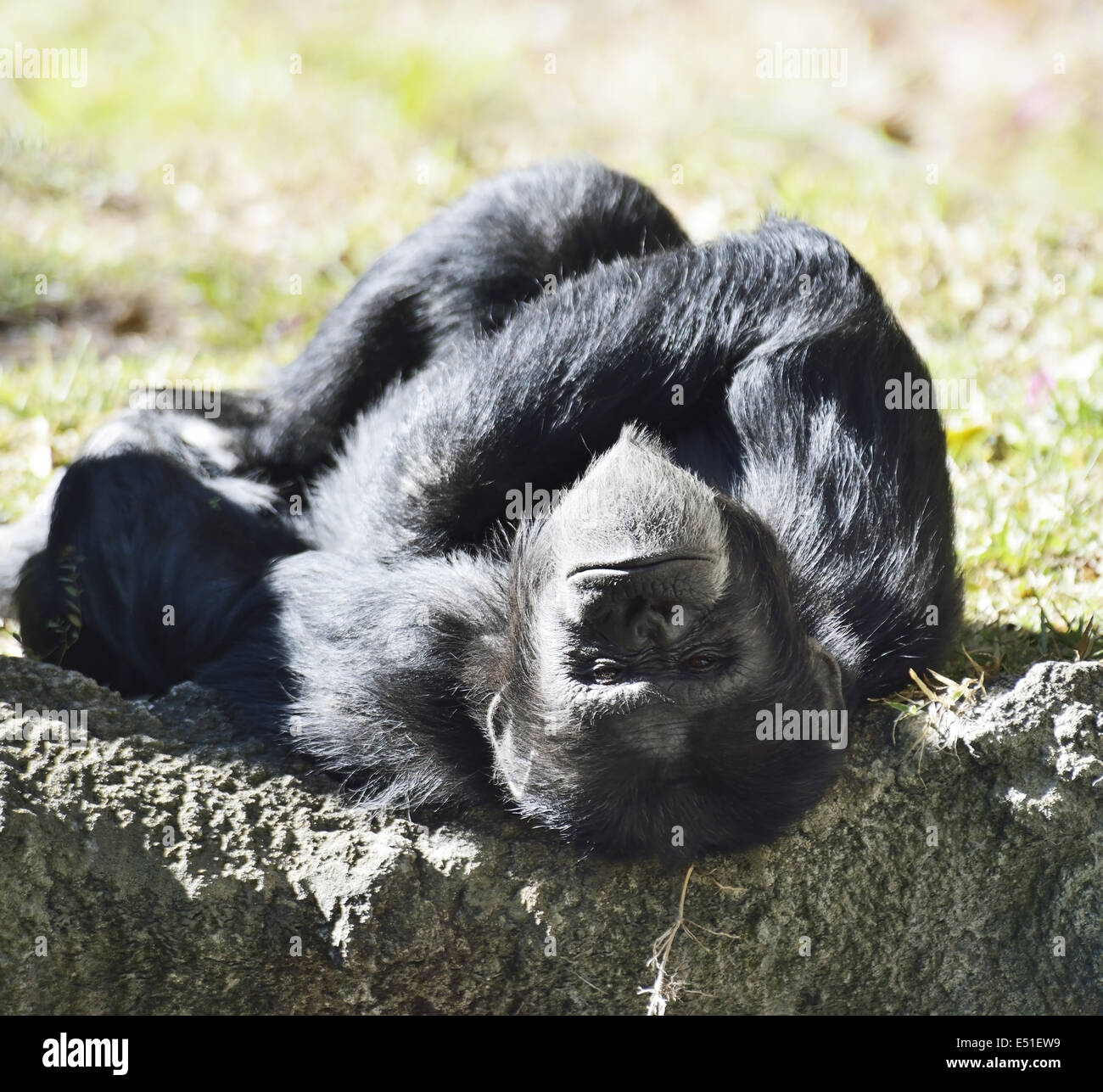 Black chimpanzee hi-res stock photography and images - Alamy