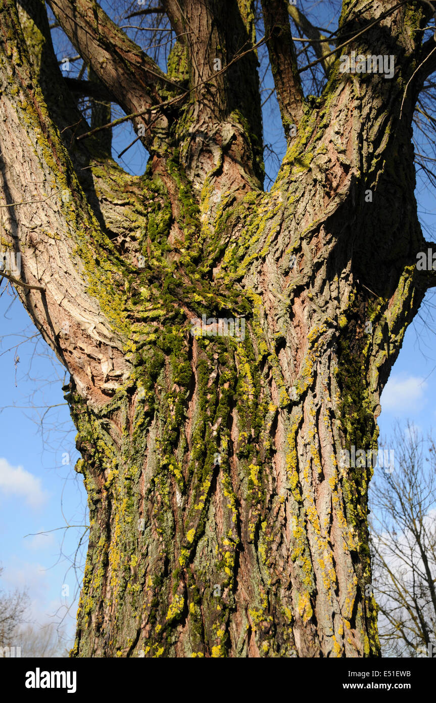 Silberweiden shrub hi-res stock photography and images - Alamy
