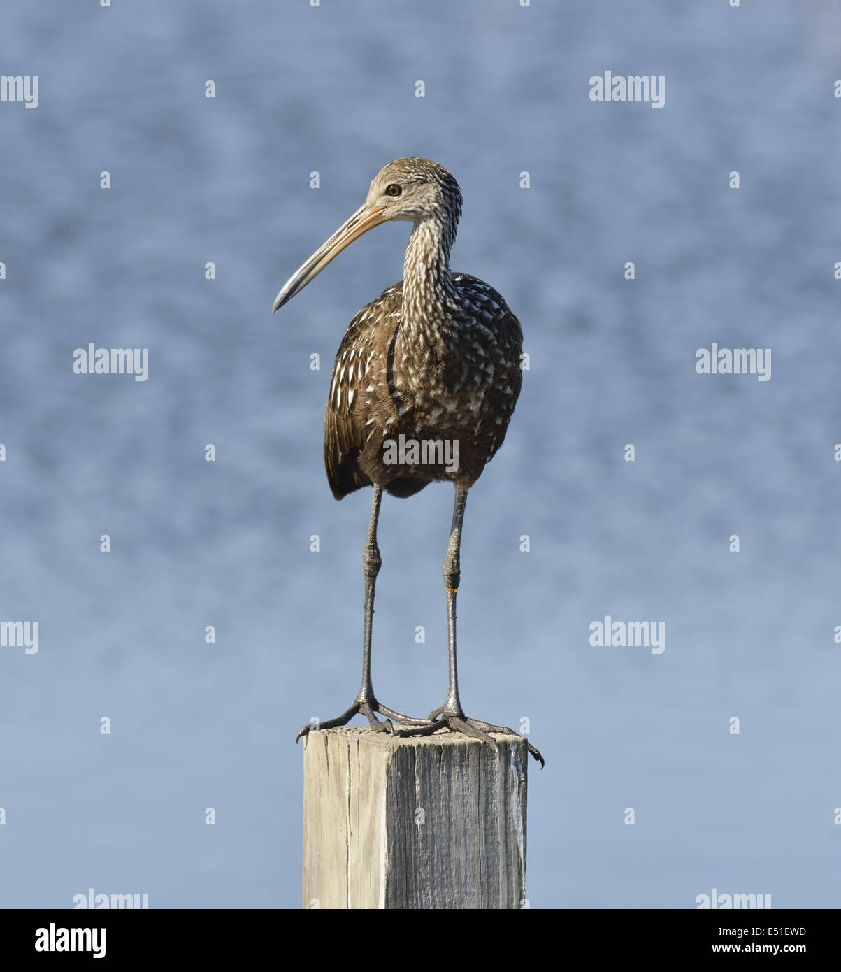 Wetlands limpkin hi-res stock photography and images - Alamy