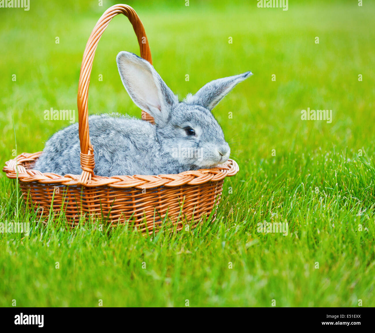 Cute little grey rabbit on green grass Stock Photo - Alamy