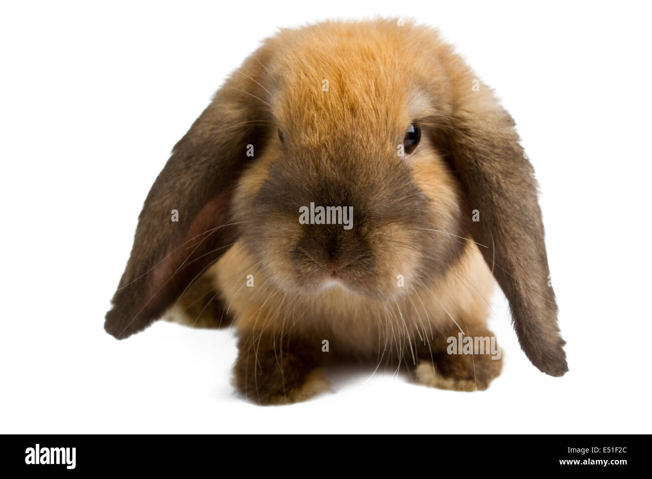 orange rabbit isolated on white background Stock Photo - Alamy