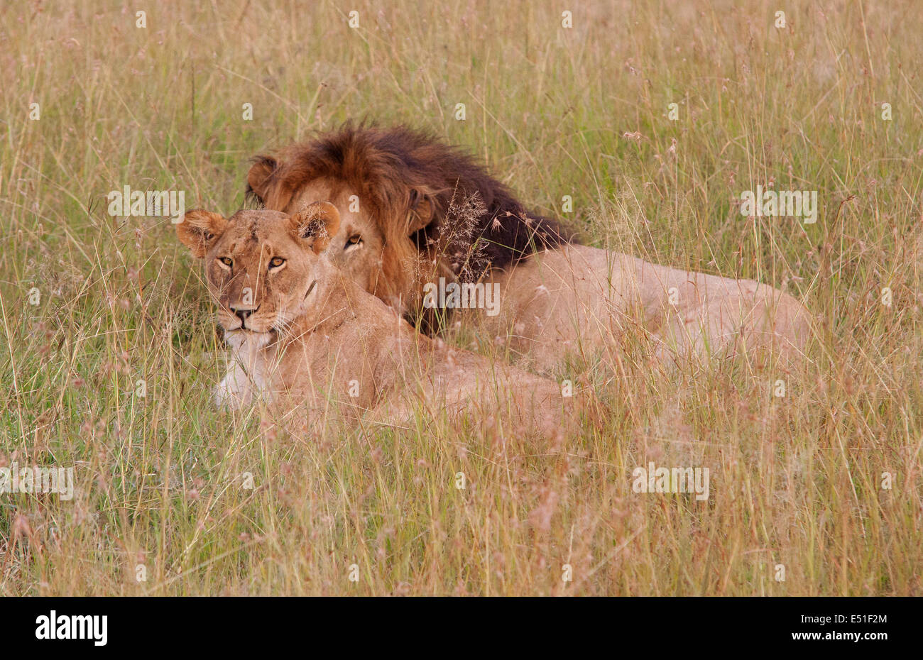 Lion couple hi-res stock photography and images - Alamy