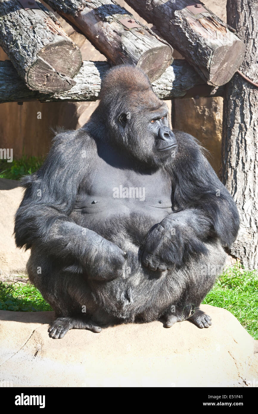 Gorilla power hi-res stock photography and images - Alamy