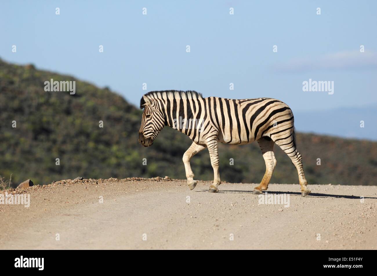 Zebra male and female hi-res stock photography and images - Alamy