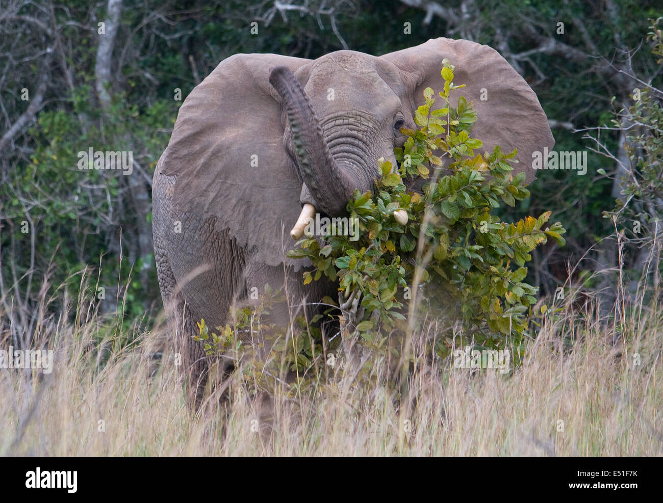 Elephant in the bush Stock Photo - Alamy