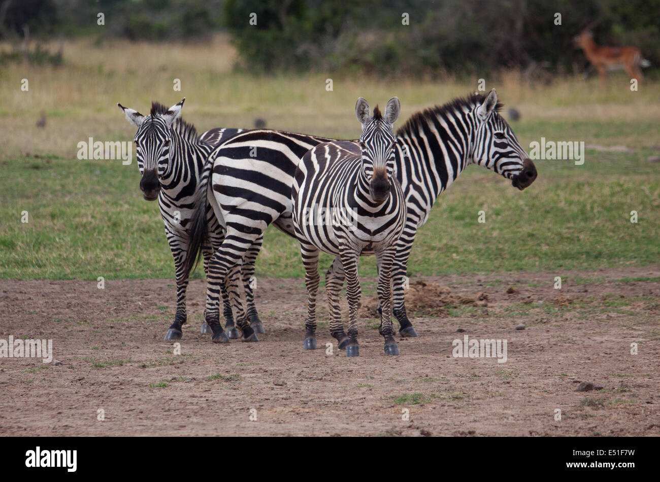 Zebrasm freunde hi-res stock photography and images - Alamy