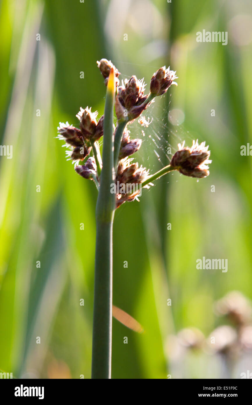 Wide grass blades hi-res stock photography and images - Alamy