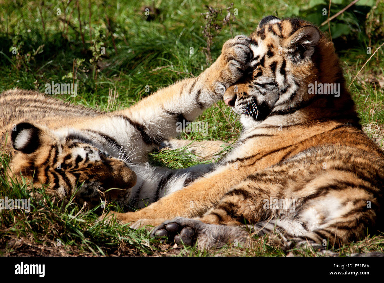 Tigerbaby hi-res stock photography and images - Alamy