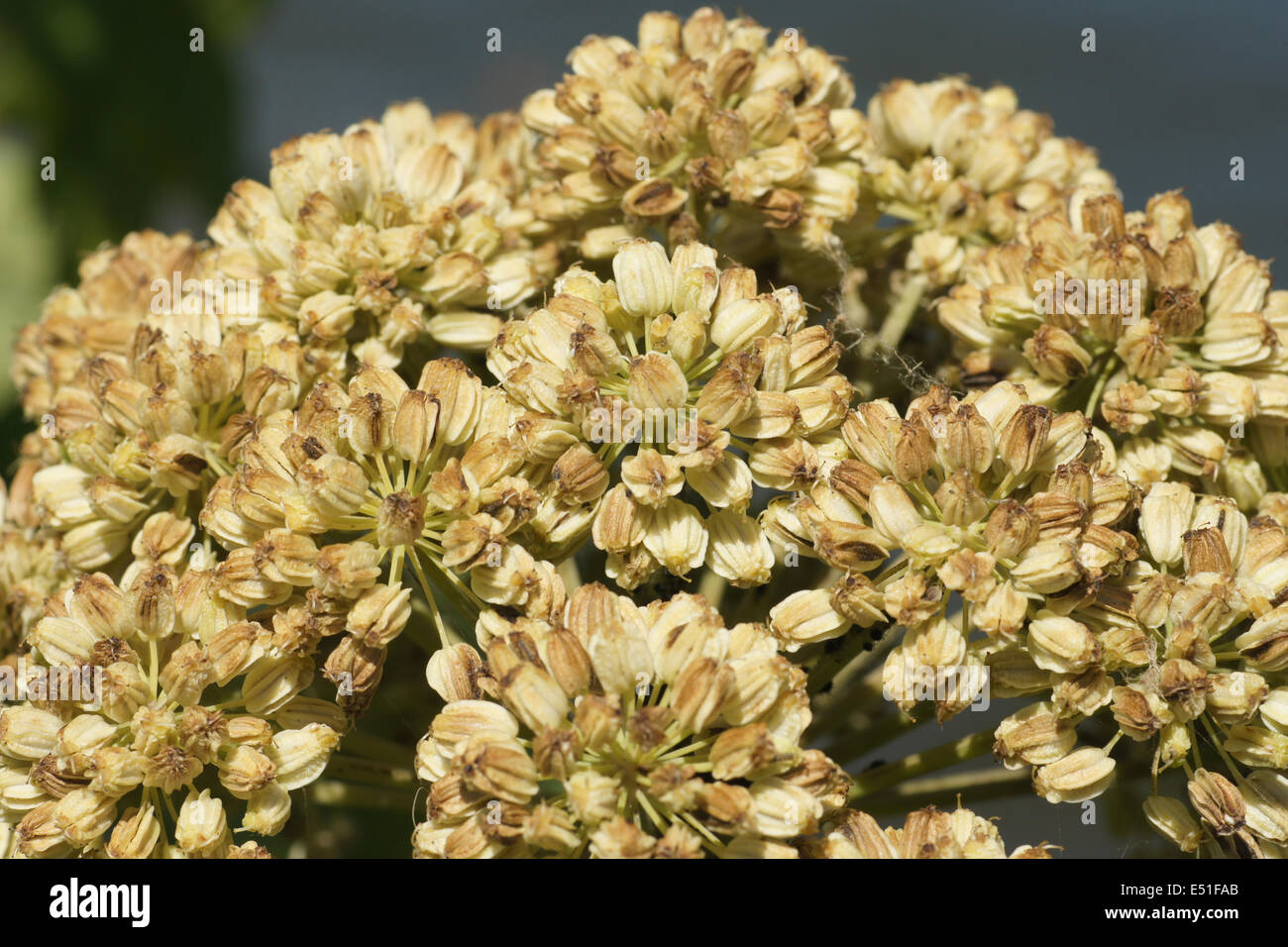 Angelica plant hi-res stock photography and images - Alamy