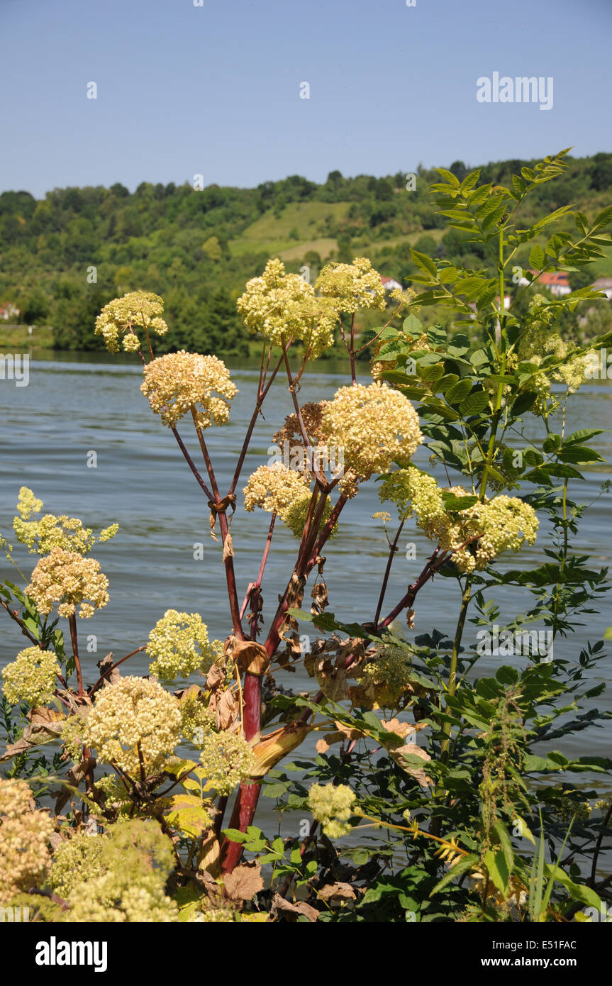 Angelica plant hi-res stock photography and images - Alamy
