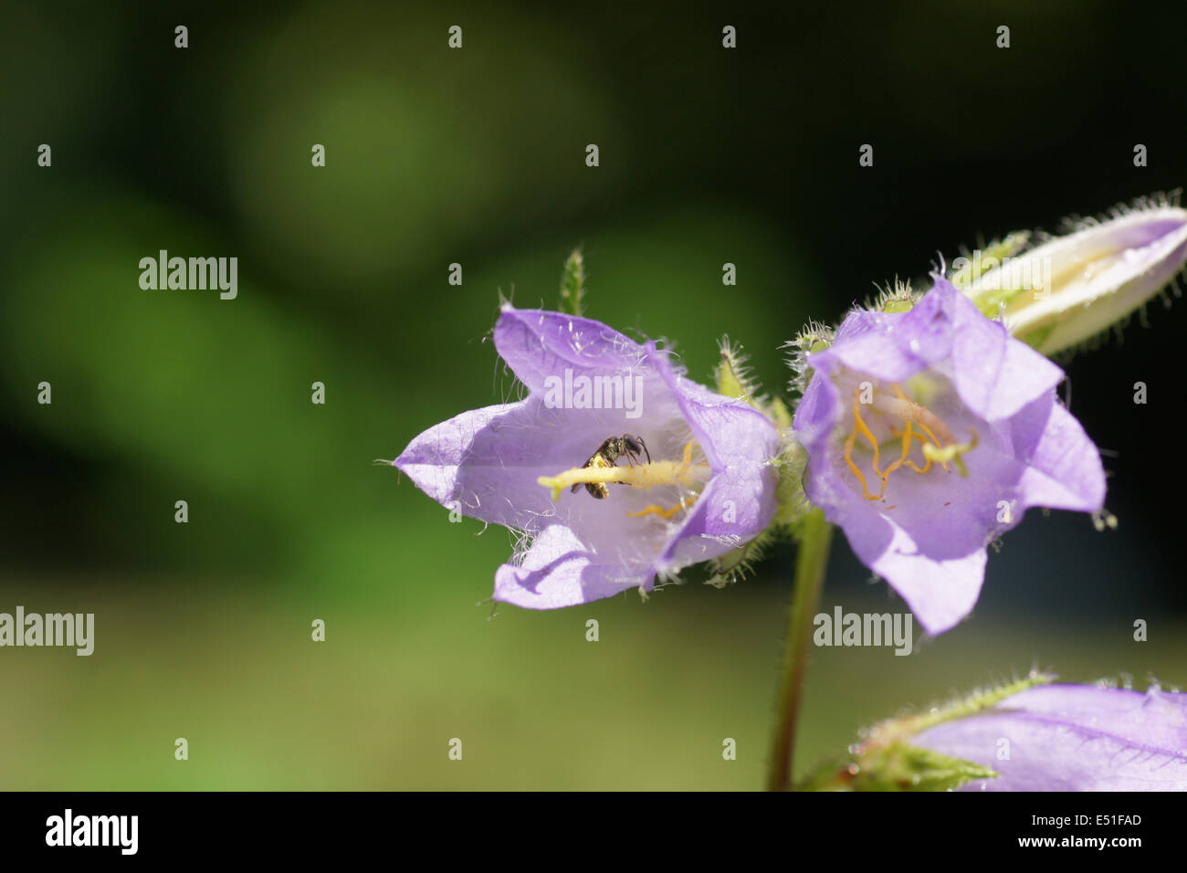 Campanula cordifolia hi-res stock photography and images - Alamy