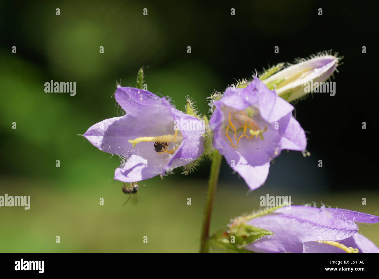 The field bellflower campanula rapunculoides hi-res stock photography ...