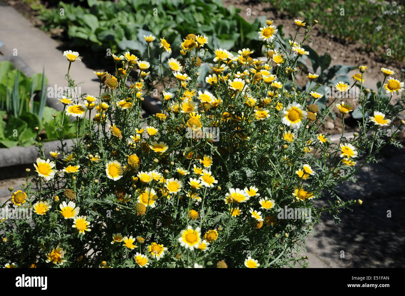 Essbare chrysantheme hi-res stock photography and images - Alamy
