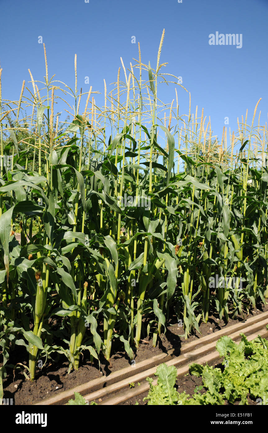 Sugar grass hi-res stock photography and images - Alamy