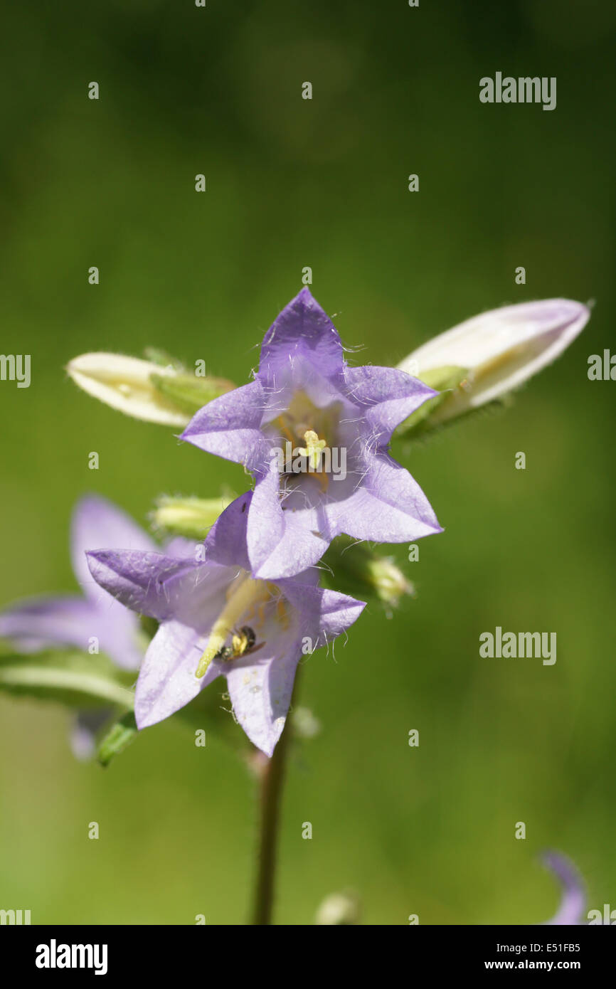 Creeping bellflowers hi-res stock photography and images - Alamy