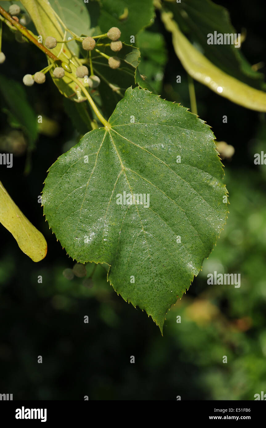 Lime-leaf with honeydew Stock Photo - Alamy