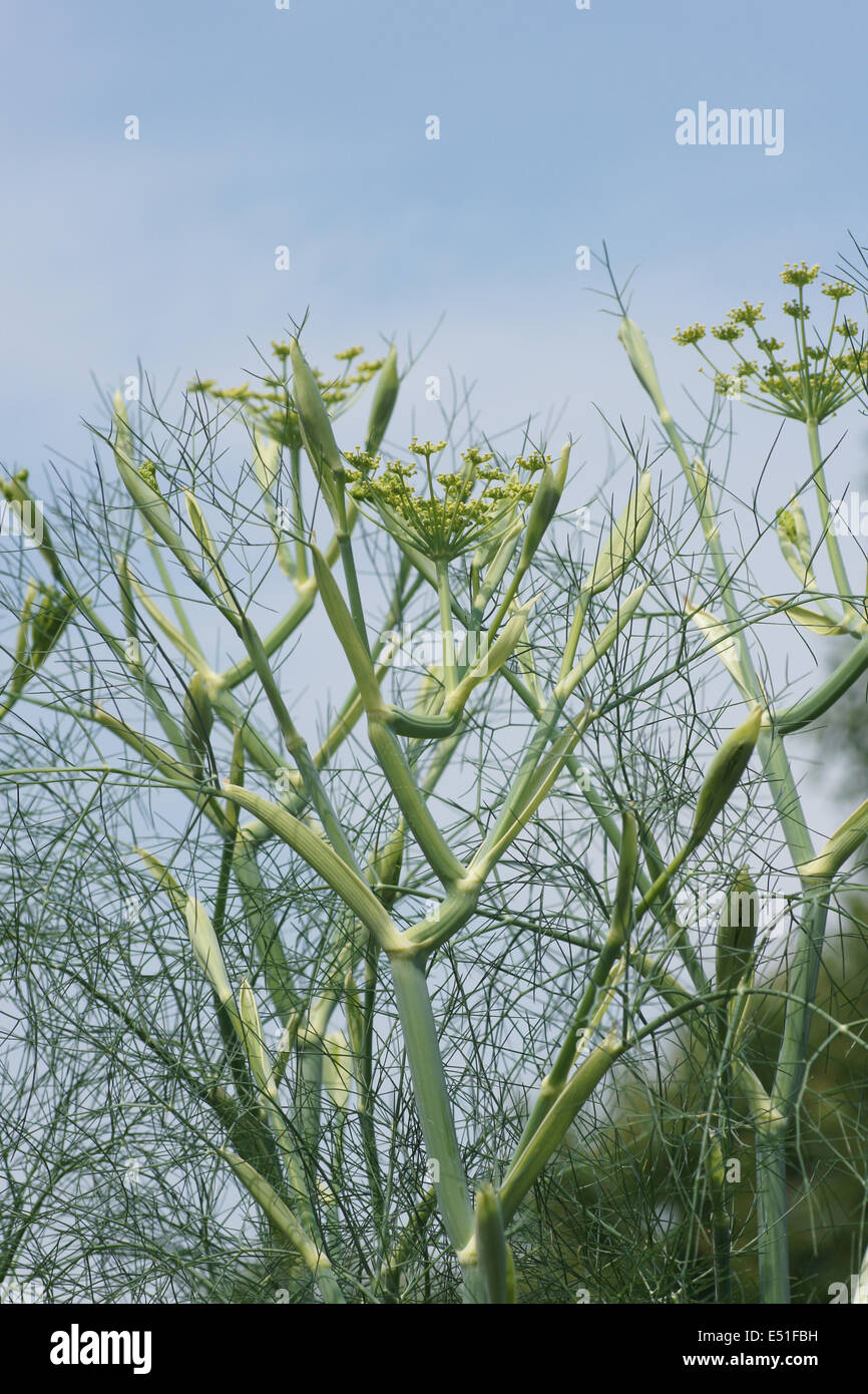 Fennel flowers hi-res stock photography and images - Alamy