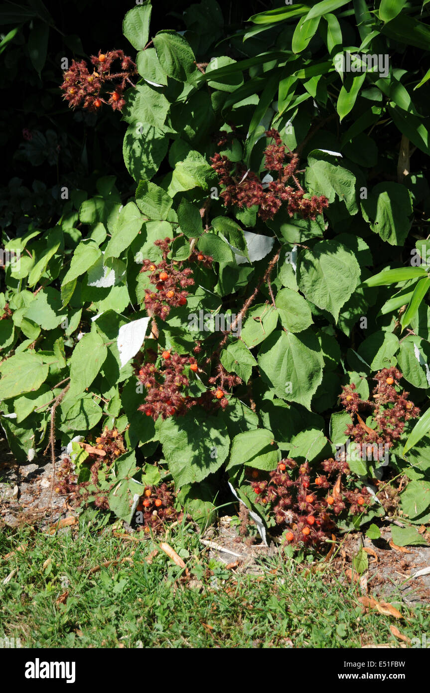 Japanese wine berry hi-res stock photography and images - Alamy