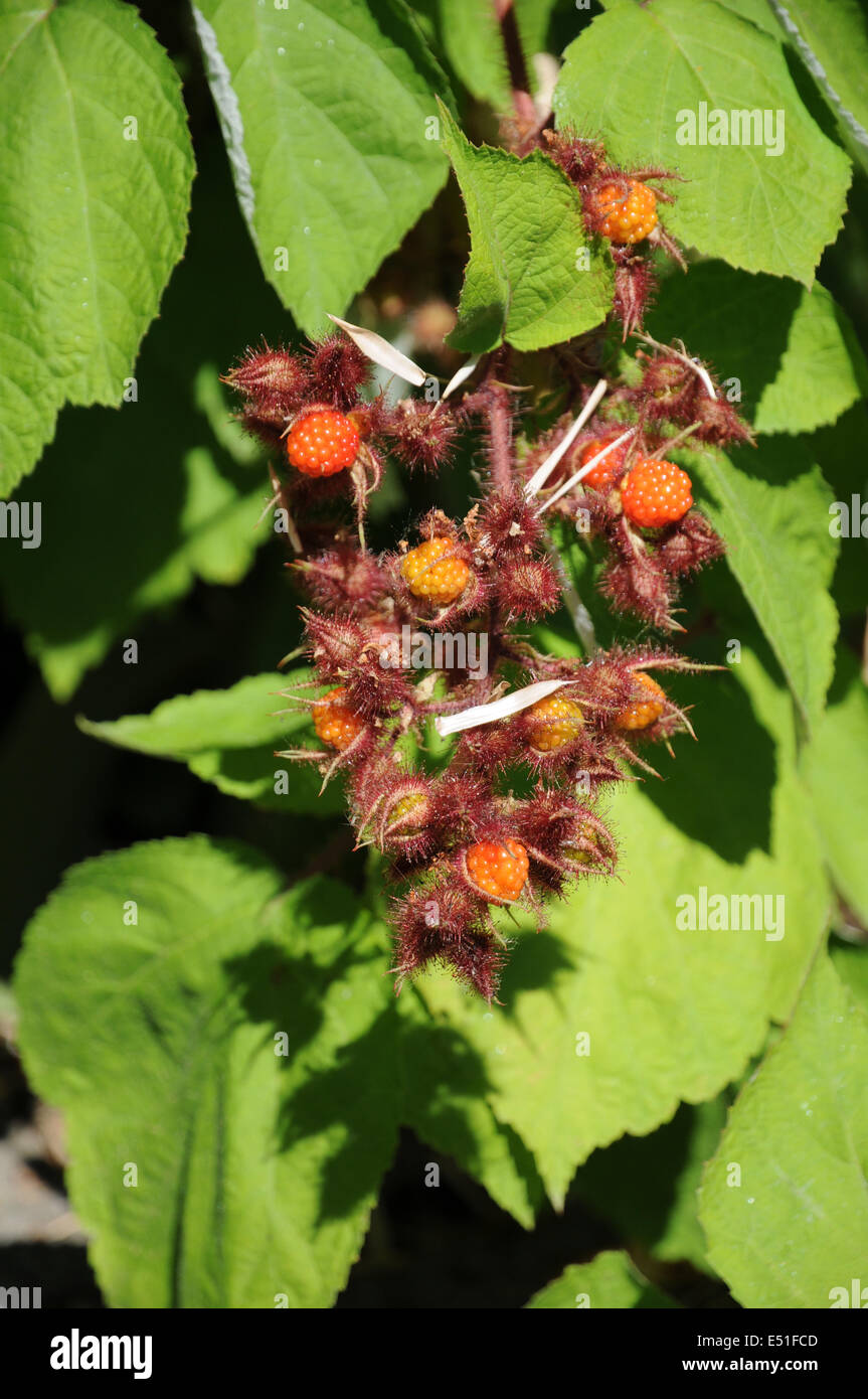Japanese raspberry hi-res stock photography and images - Alamy