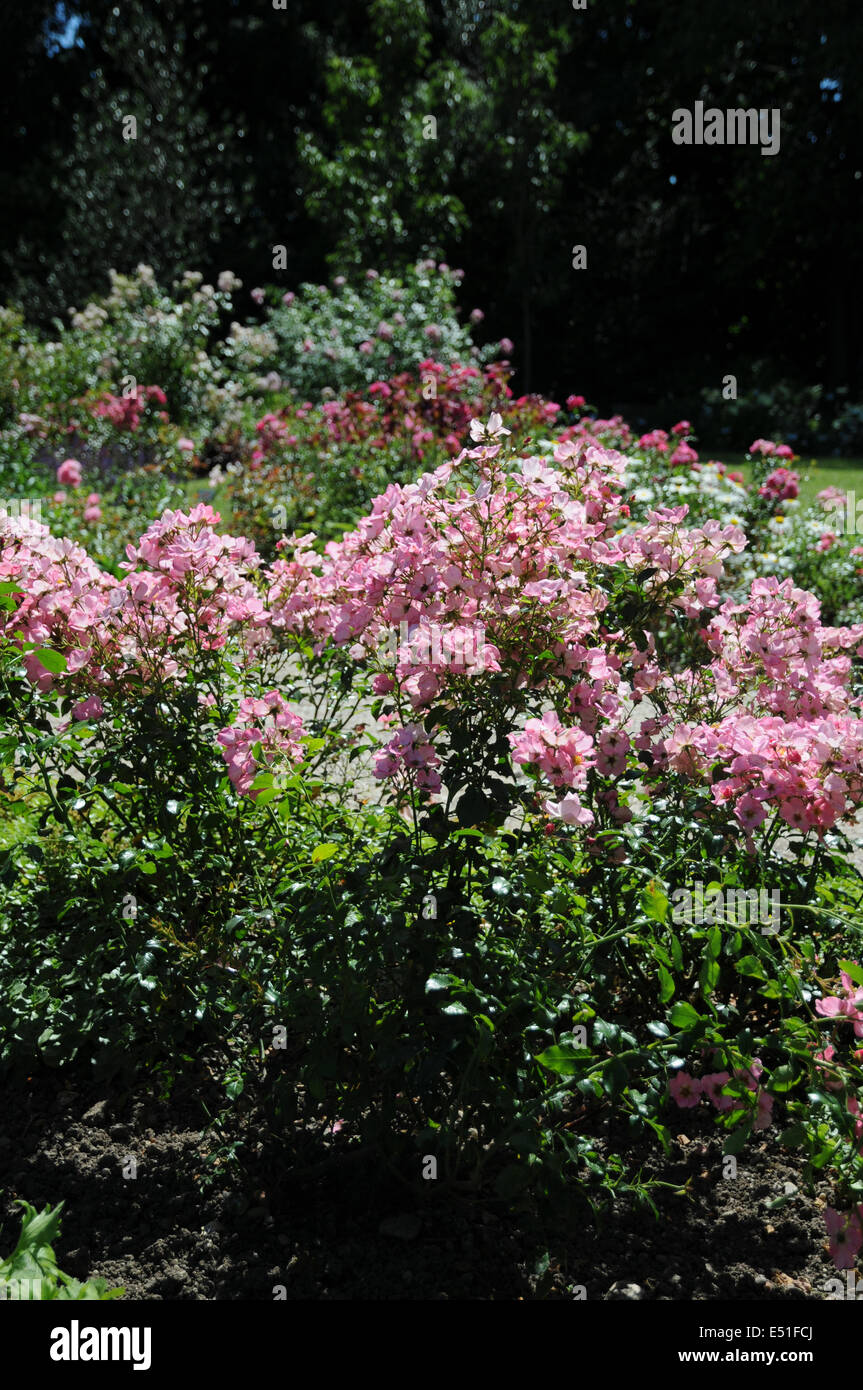 Rose fortuna hi-res stock photography and images - Alamy