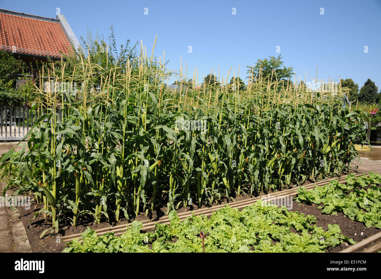 Sugar grass hi-res stock photography and images - Alamy