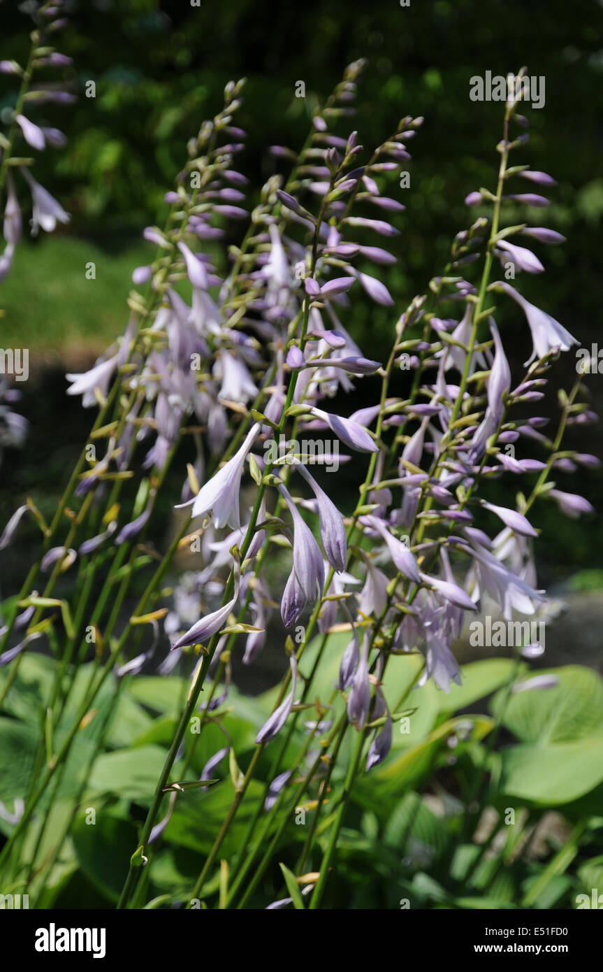 Hosta flowers hi-res stock photography and images - Alamy