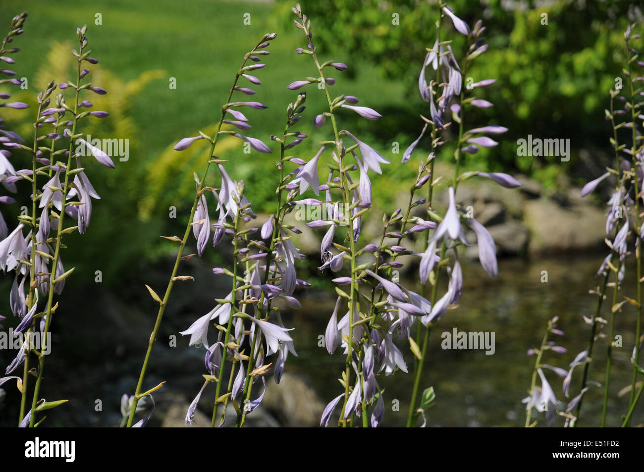 Hosta flowers hi-res stock photography and images - Alamy